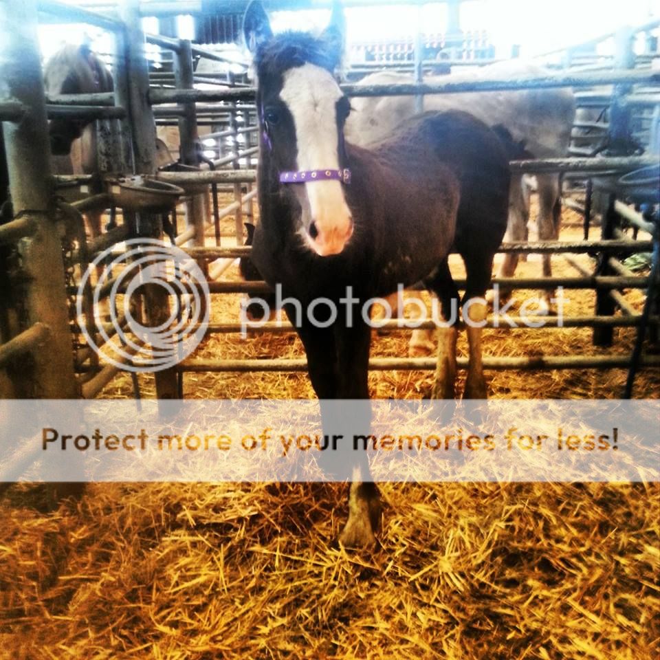 trevor cob colt from beeston market in need of show name | Horse Gossip