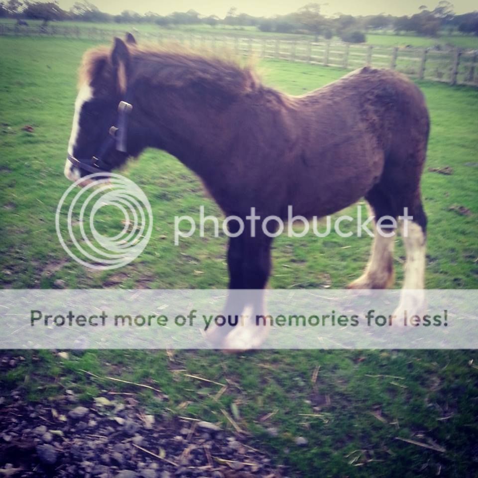 trevor cob colt from beeston market in need of show name | Horse Gossip