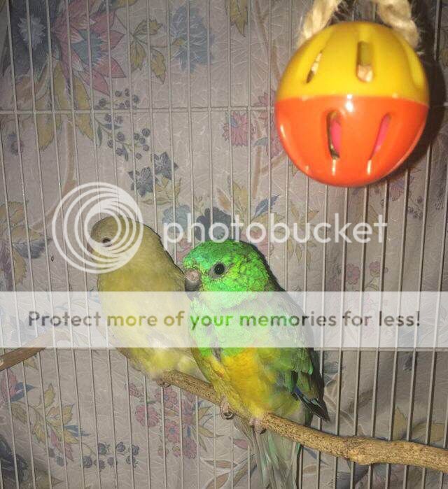 Red Rump parakeets | Talk Budgies Forums